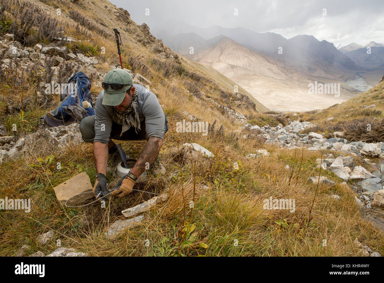Snow Leopard (Panthera uncia) biologist, Shannon Kachel, setting snare ...