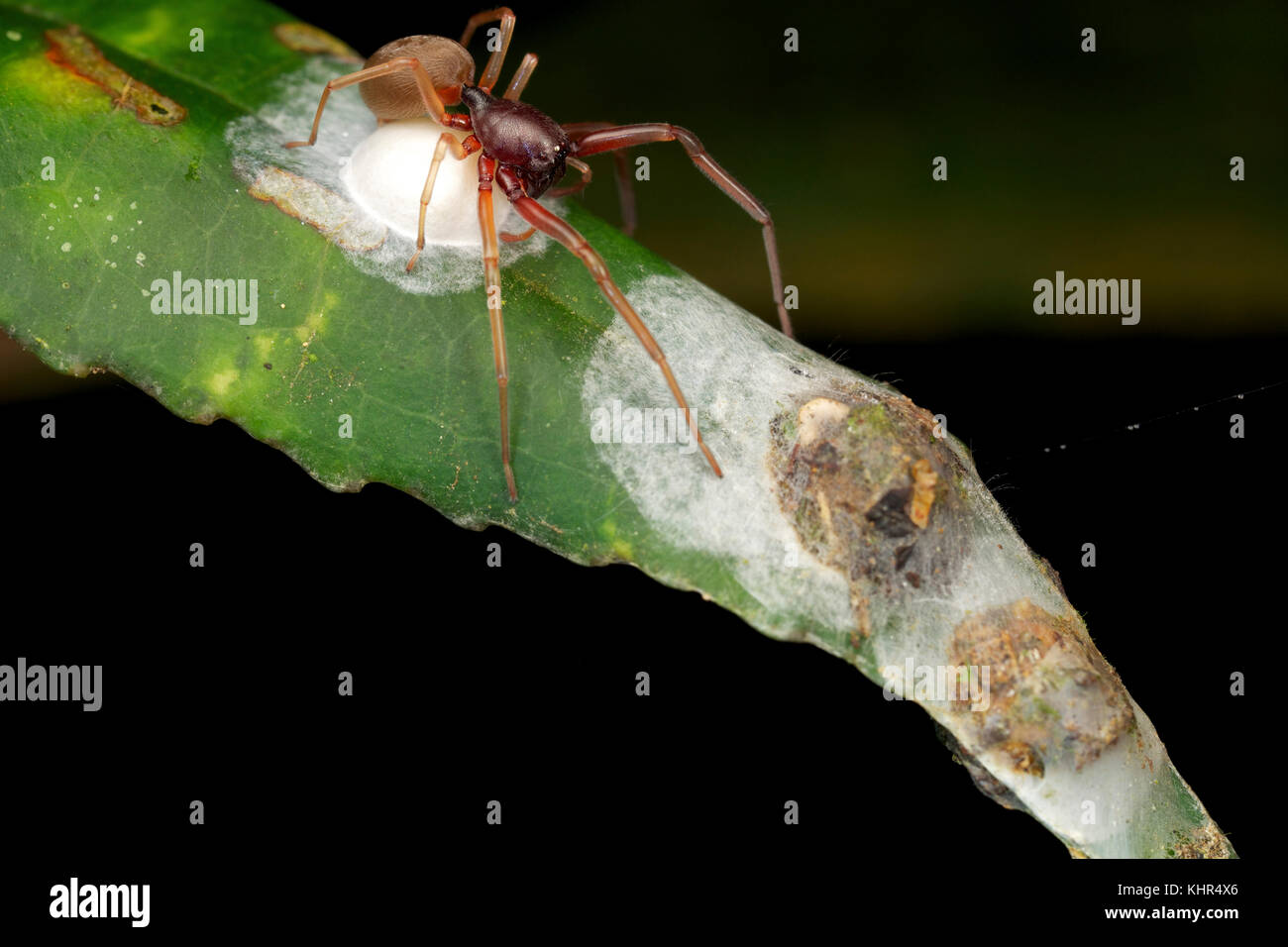 Sac Spider (Clubionidae) with eggs, Danum Valley Conservation Area ...