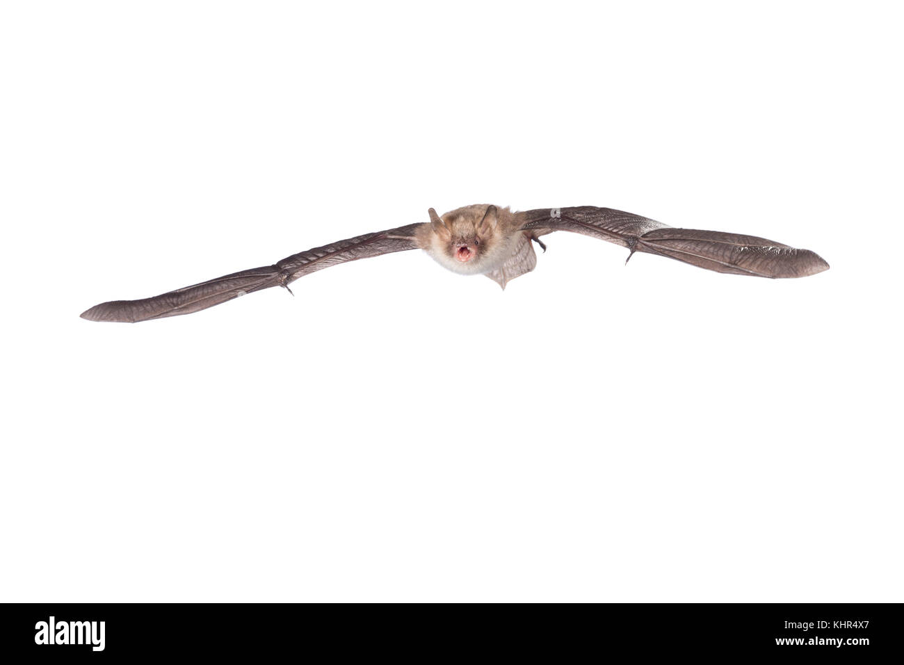 Natterer's Bat (Myotis nattereri) flying, Belgium Stock Photo - Alamy