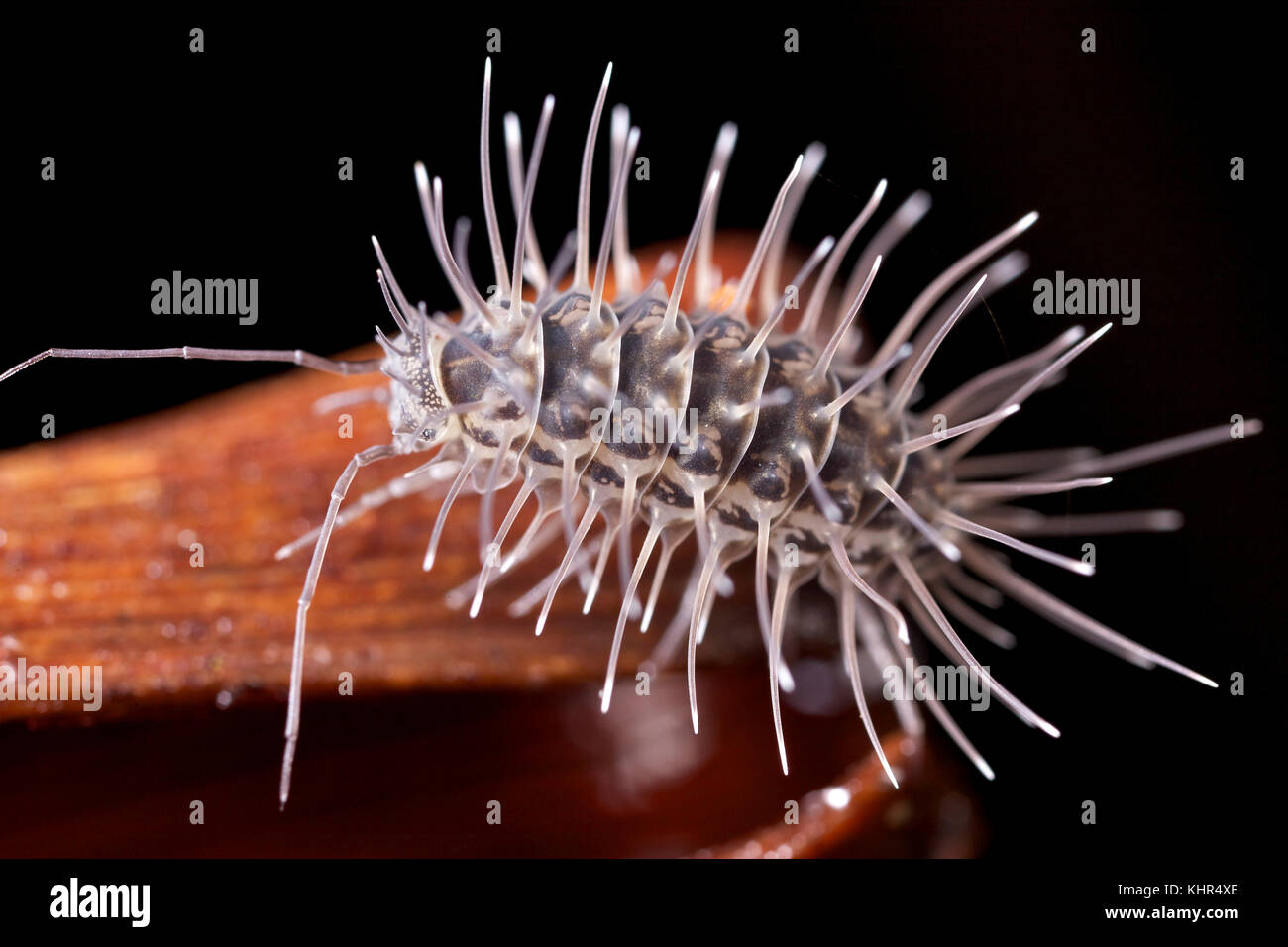 Woodlouse (Calmanesia sp), Mananara Nord National Park, Madagascar ...