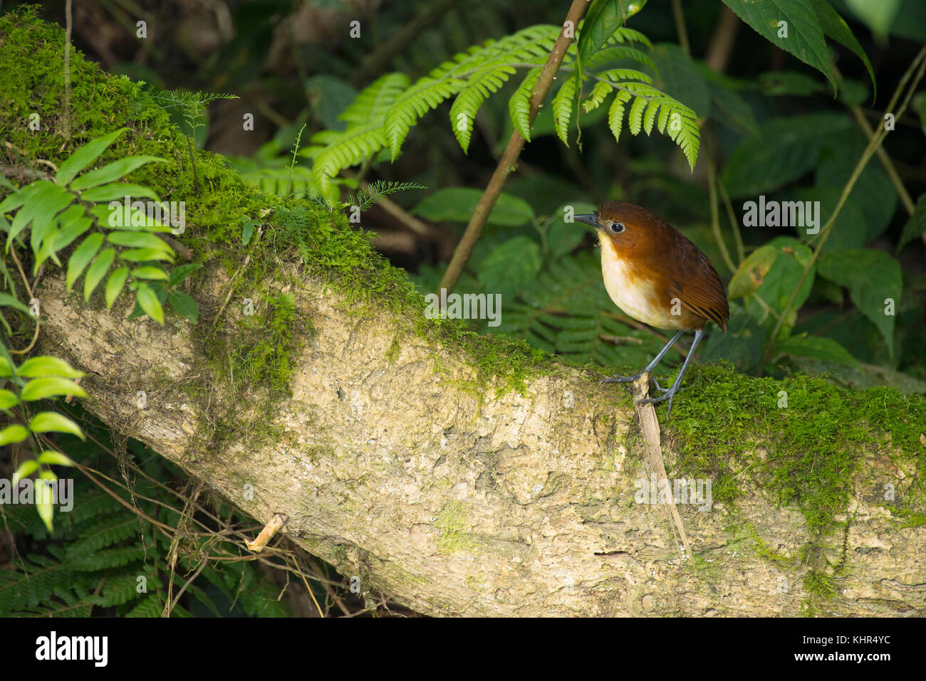 Yellow-breasted Antpitta (Grallaria flavotincta), Ecuador Stock Photo ...