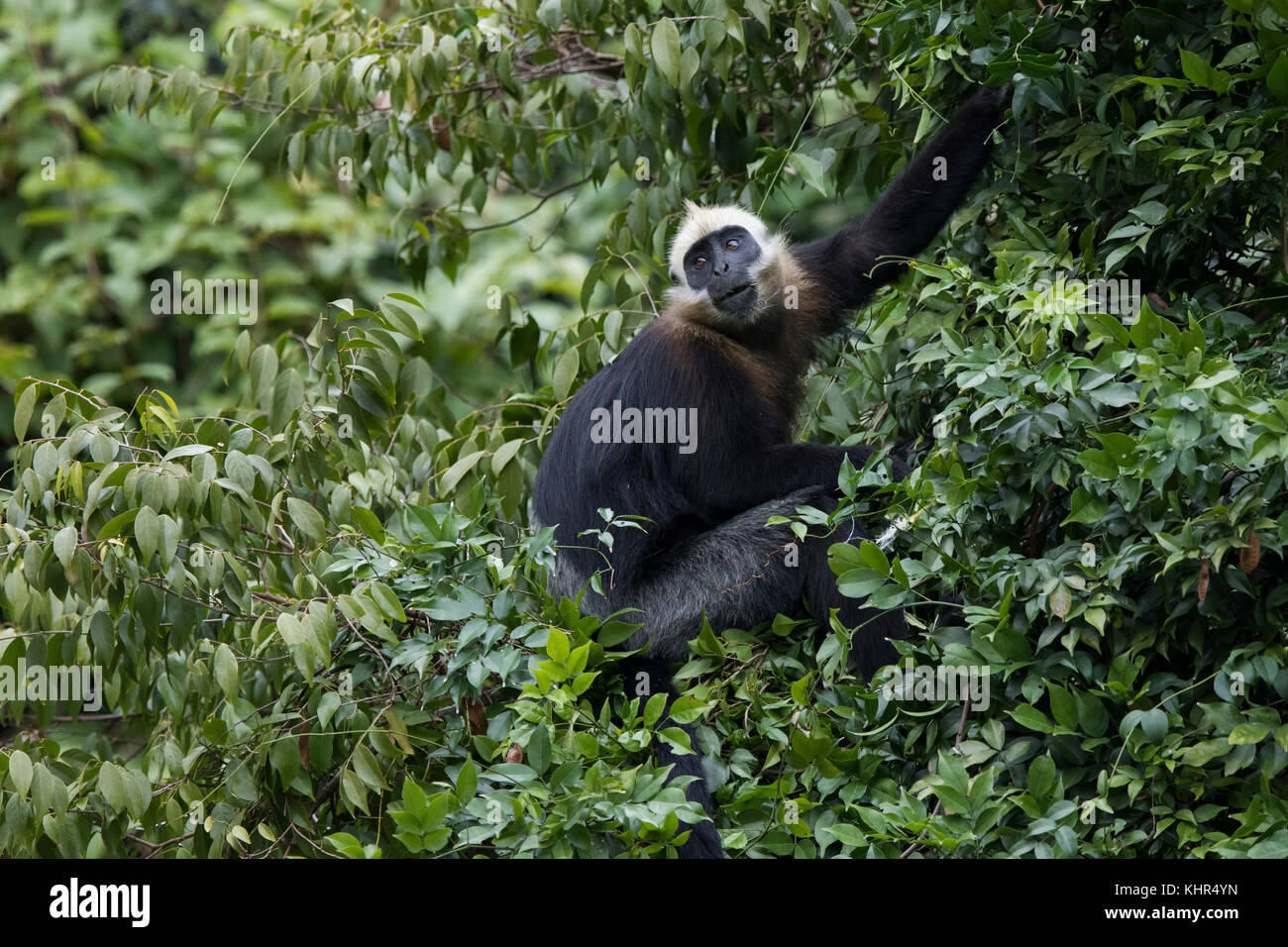 Cat Ba Langur (Trachypithecus poliocephalus poliocephalus), Ha Long Bay ...