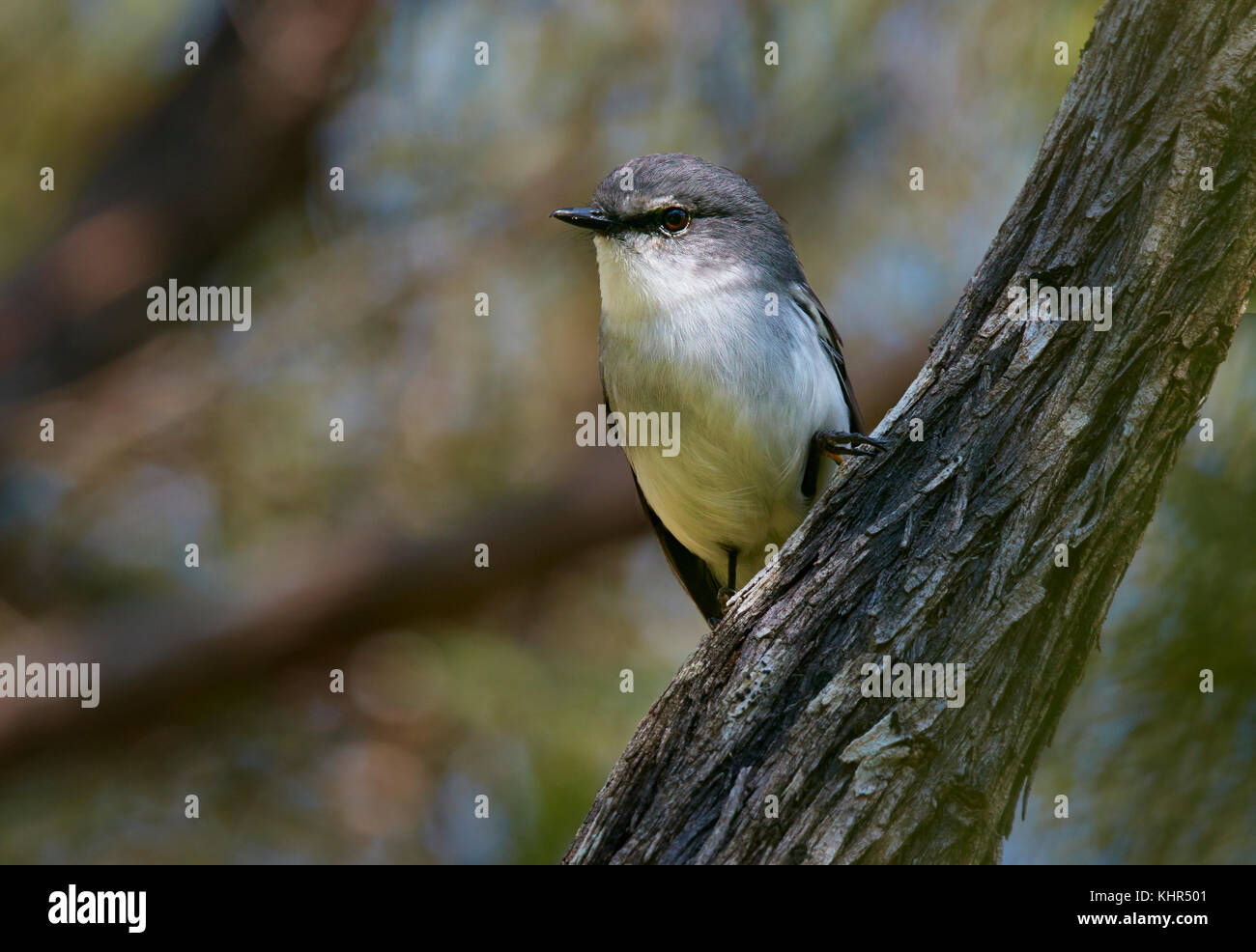 White-breasted Robin (Eopsaltria georgiana), Cheyne Beach, Western ...