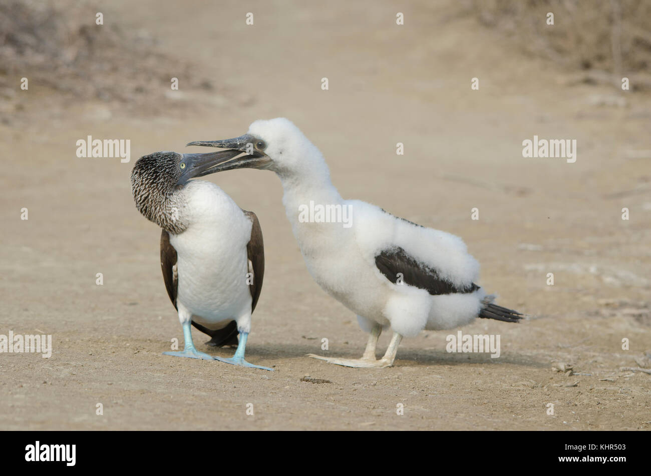 Blue-footed Booby (Sula nebouxii) chick begging for food, Isla de la ...