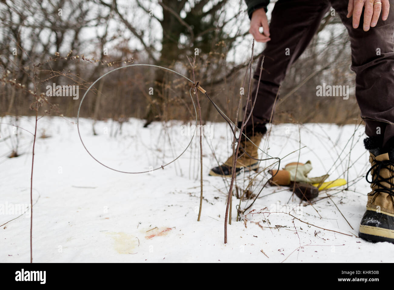 Coyote (Canis latrans) biologist, David Drake, placing cable restraint ...