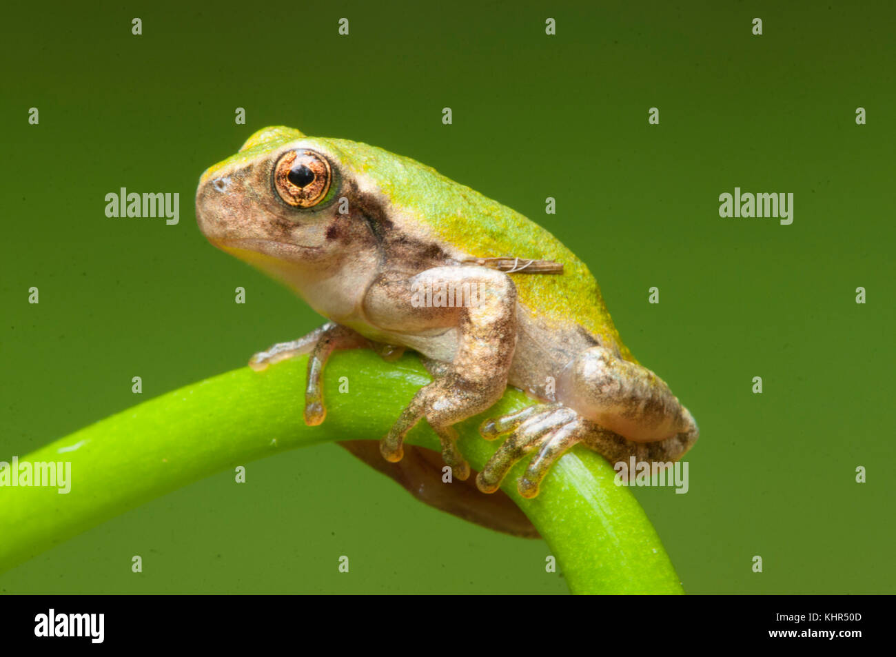Gray Tree Frog (Hyla versicolor), northern Michigan Stock Photo - Alamy