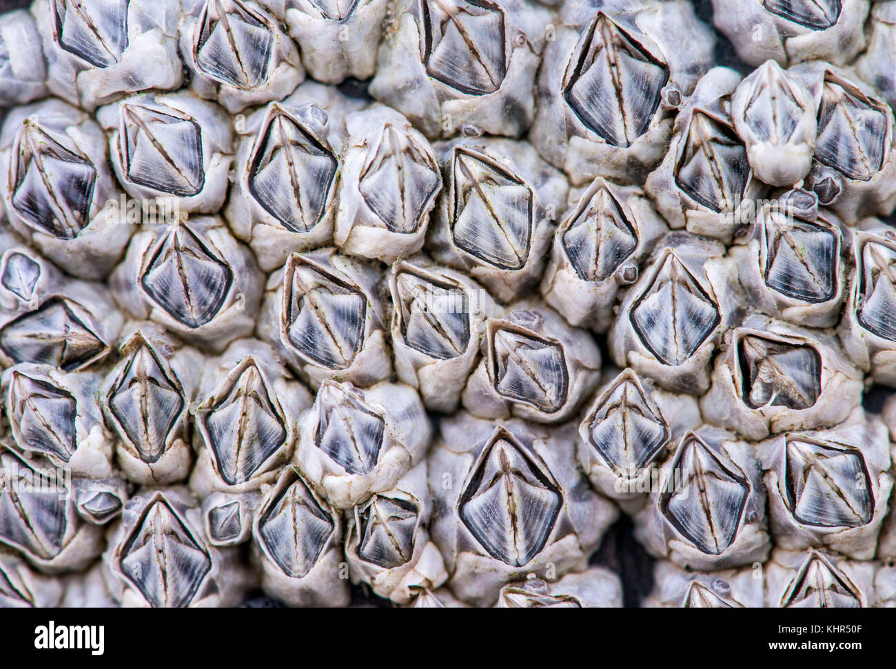 Northern Acorn Barnacle (Balanus balanoides) group, Netherlands Stock ...