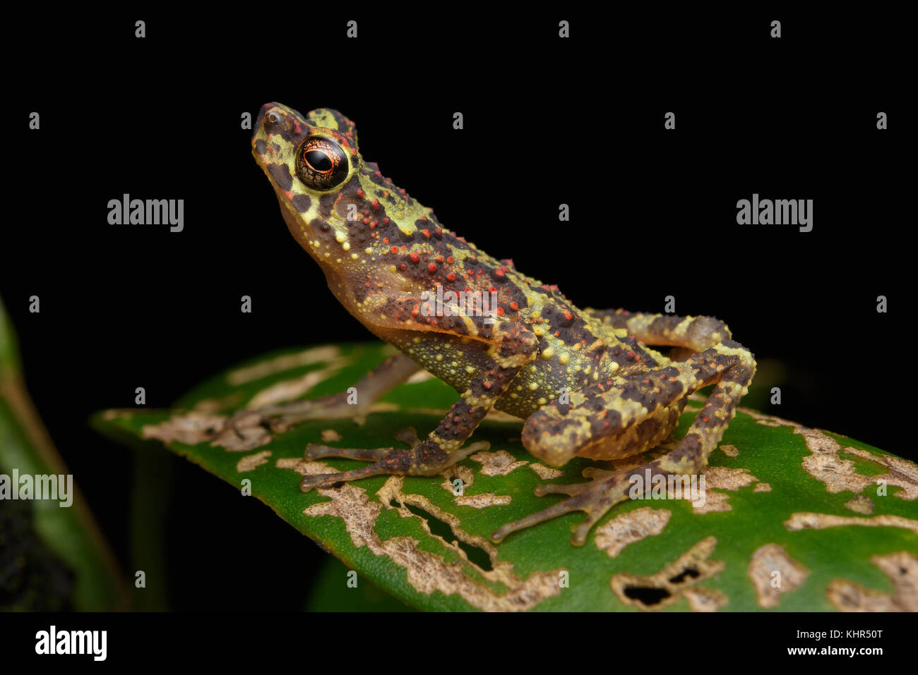 Bornean Rainbow Toad (Ansonia latidisca), unseen since 1924 it was ...