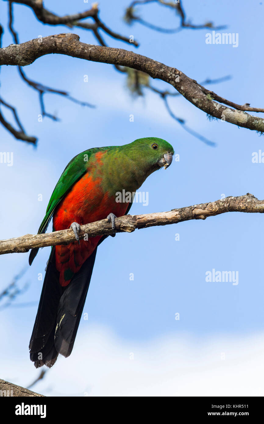 Australian King Parrot (Alisterus scapularis) female, Brisbane ...