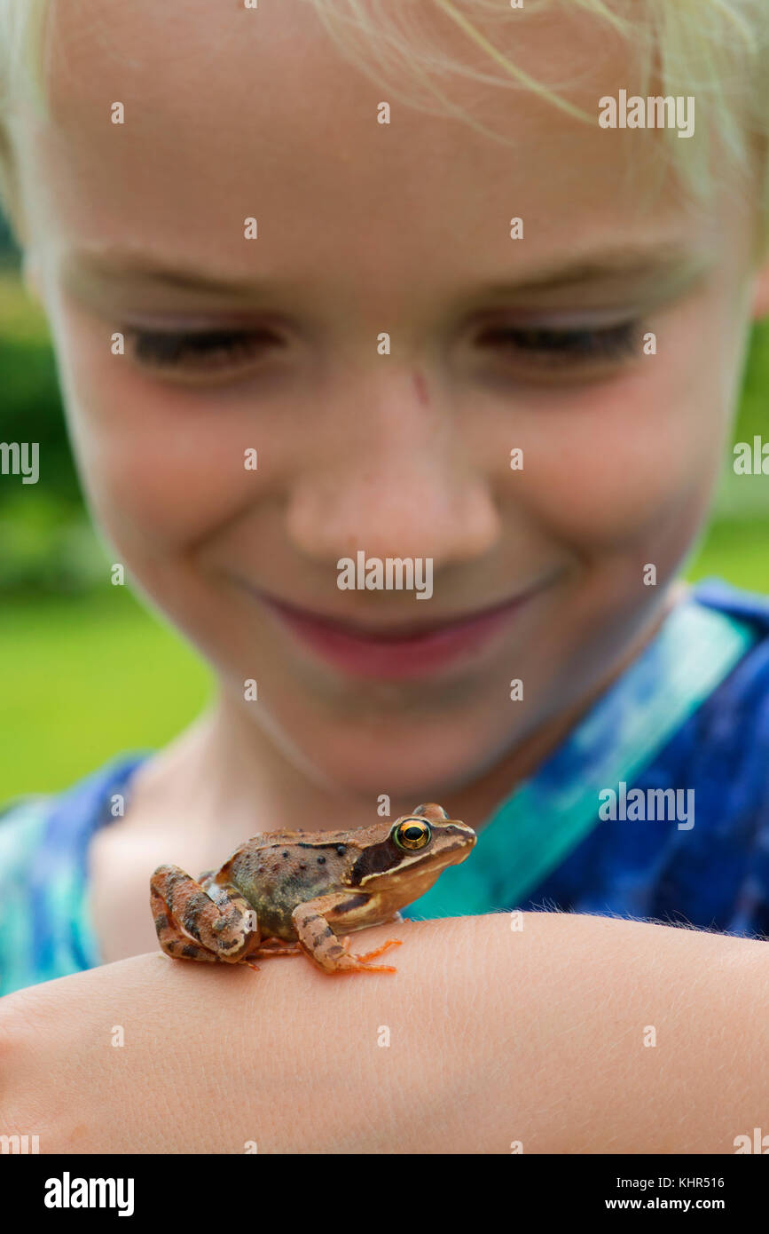 Common Frog (Rana temporaria) held by child, Sint Jansklooster ...