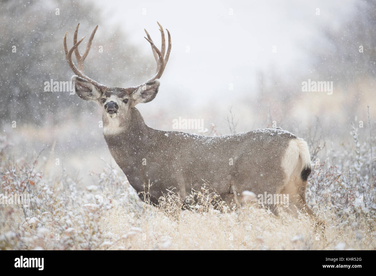 Mule Deer (Odocoileus hemionus) buck in light snowfall, central Montana ...
