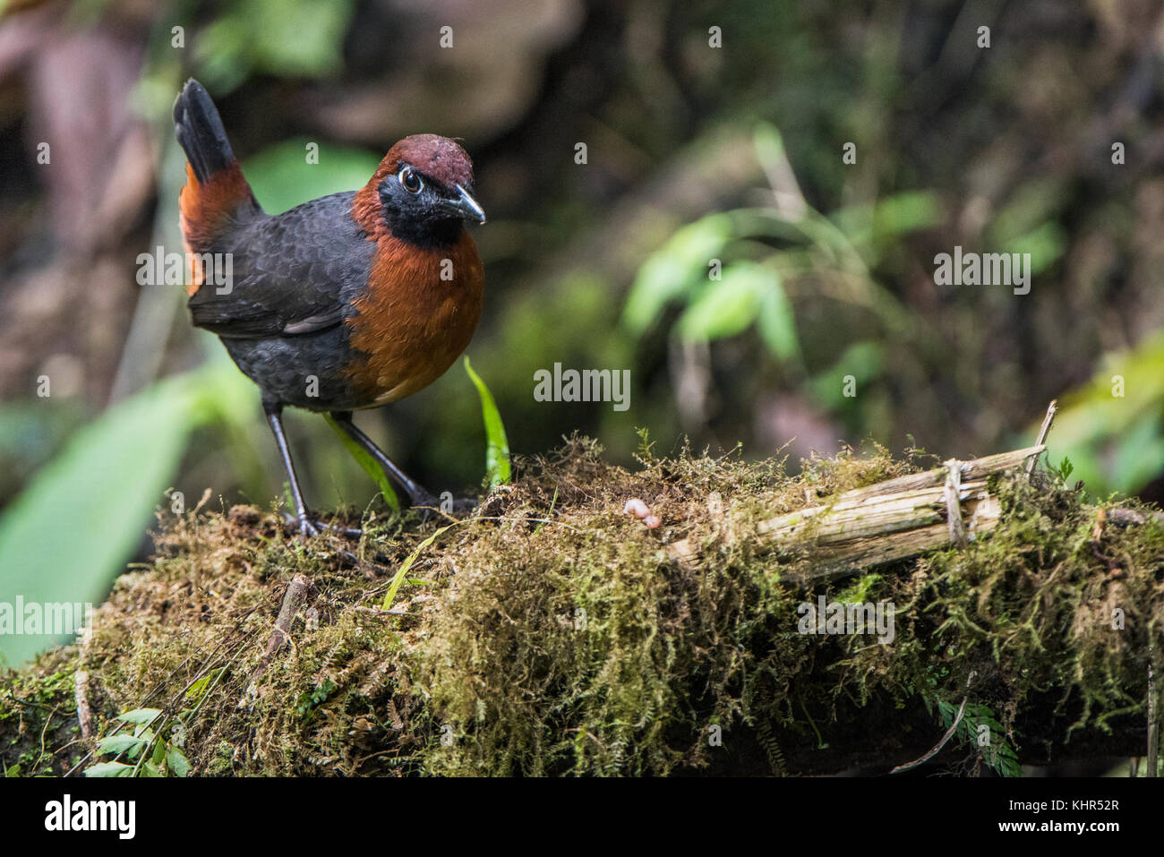 Rufous-breasted Antthrush (Formicarius rufipectus), Mindo Cloud Forest ...