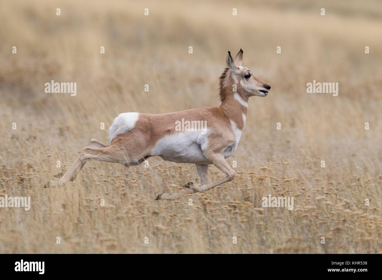 Pronghorn Antelope (Antilocapra americana) fawn running in fall ...
