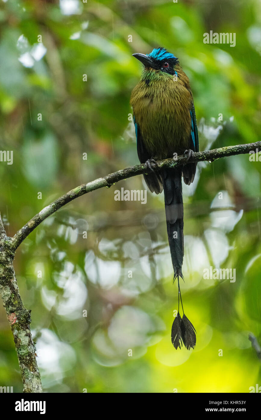 Andean Motmot (Momotus aequatorialis), Las Tangaras Bird Reserve ...