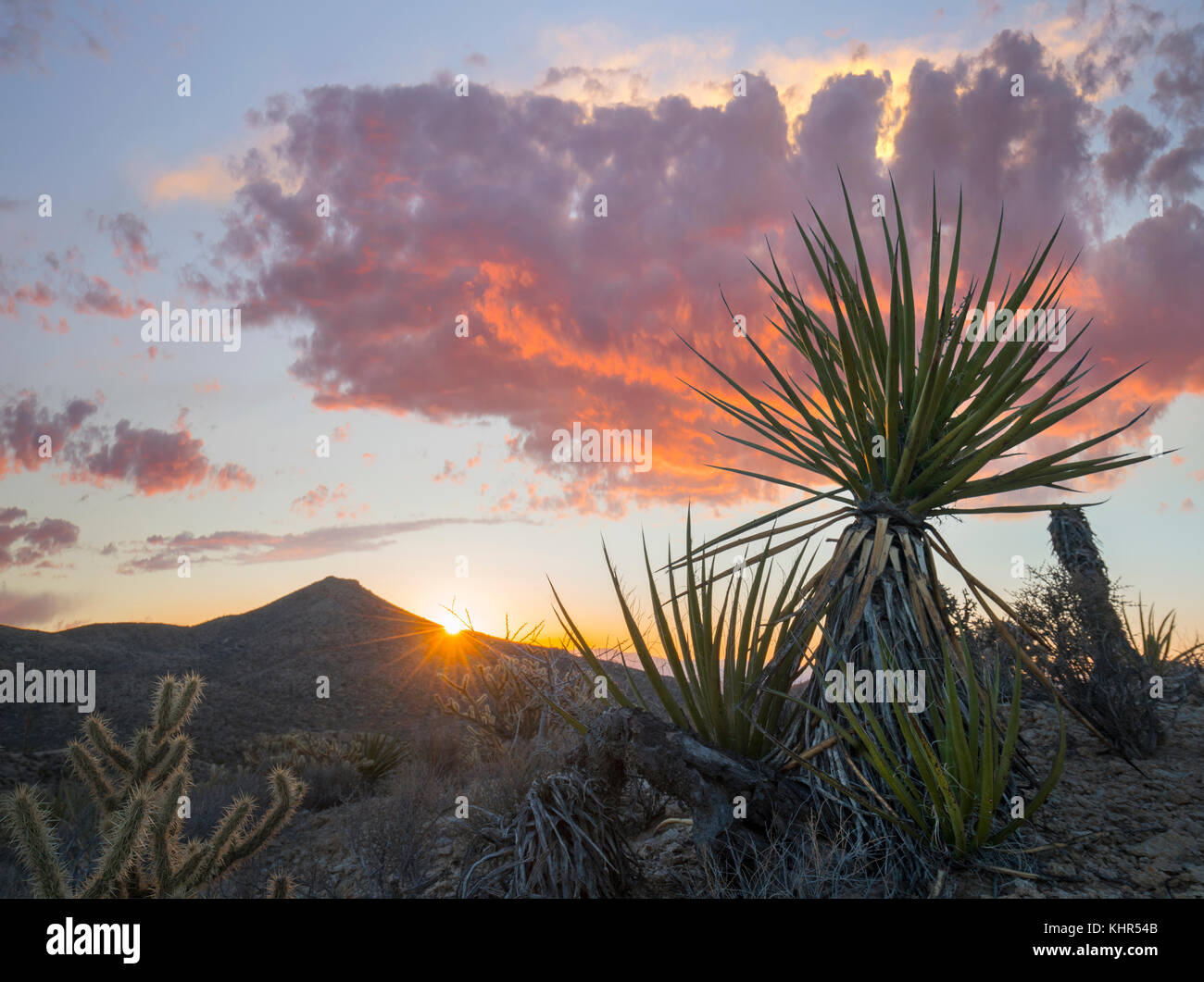 Yucca (Yucca sp) at sunset, Mohave National Preserve, California Stock ...