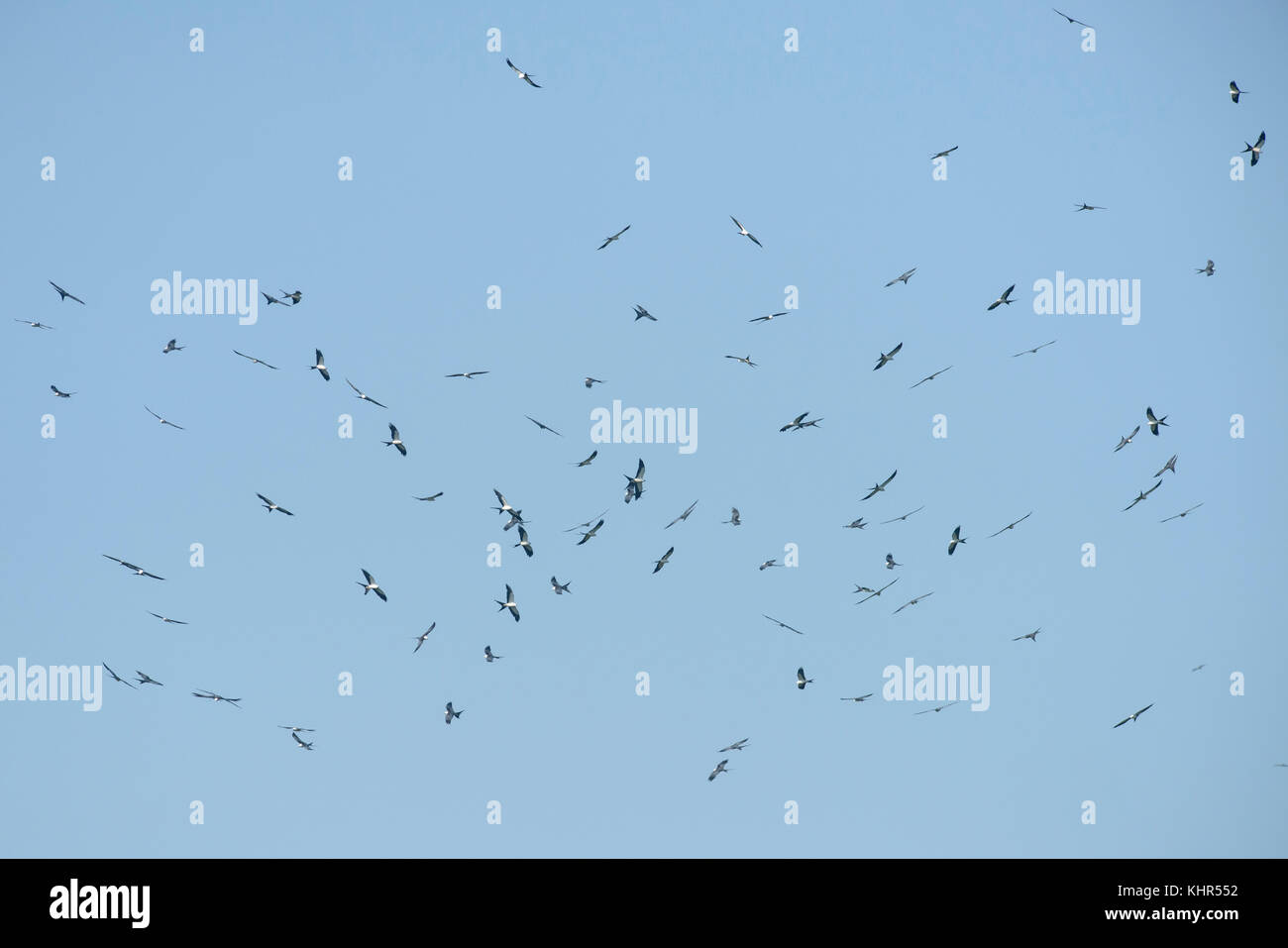 Swallow-tailed Kite (Elanoides forficatus) flock flying, Florida Stock ...