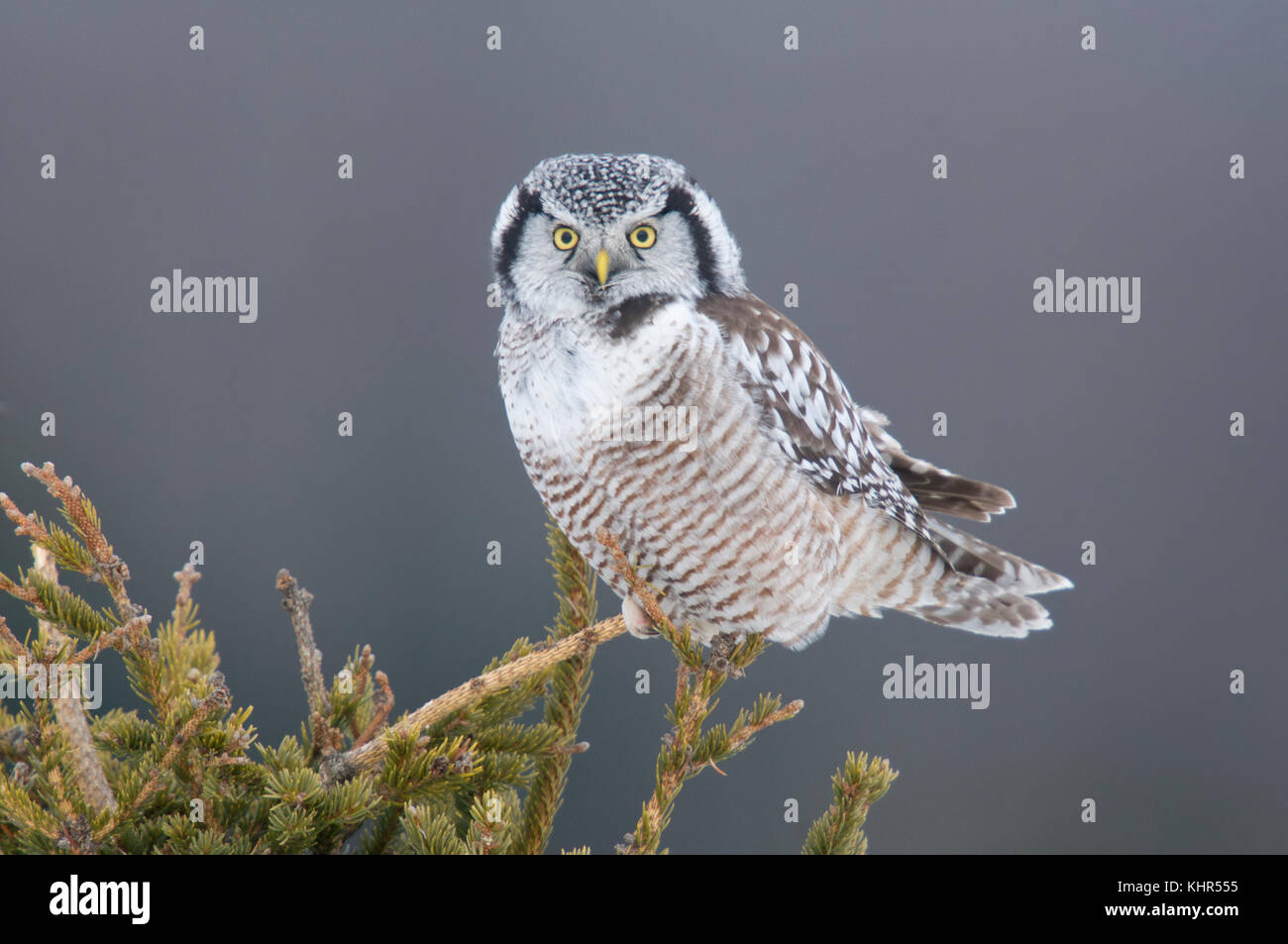 Northern Hawk Owl (Surnia ulula), northern Michigan Stock Photo - Alamy