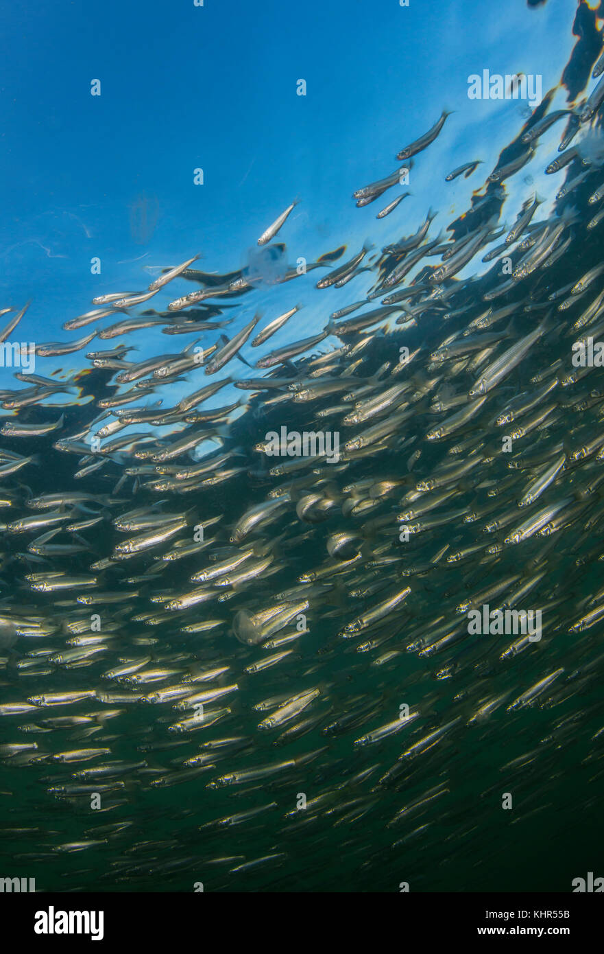 Sand-smelt (Atherina presbyter) school, Scharendijke, Netherlands Stock ...