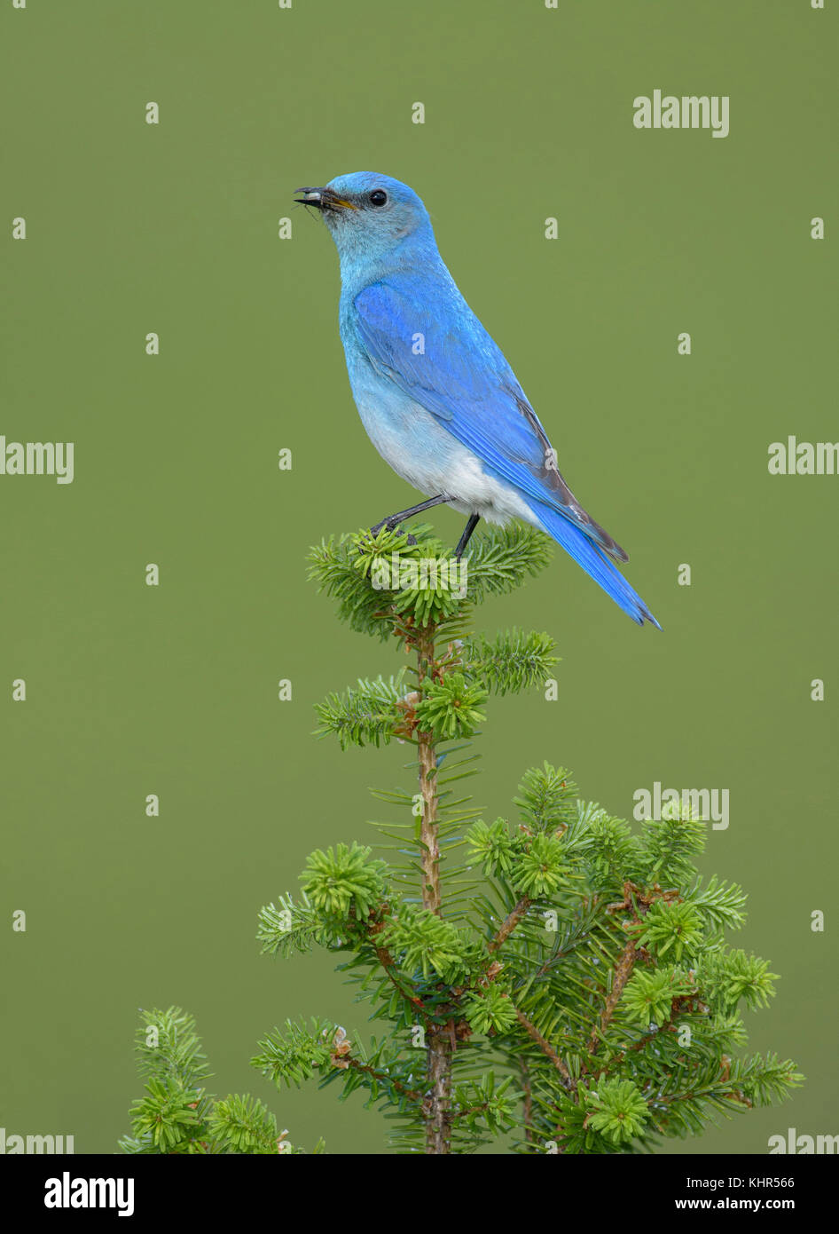 Mountain Bluebird (Sialia currucoides) male with insect prey, British ...