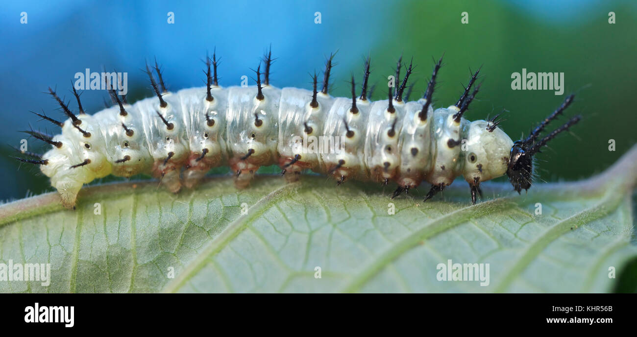 Blue Mother-of-pearl (Protogoniomorpha temora) caterpillar, Udzungwa ...