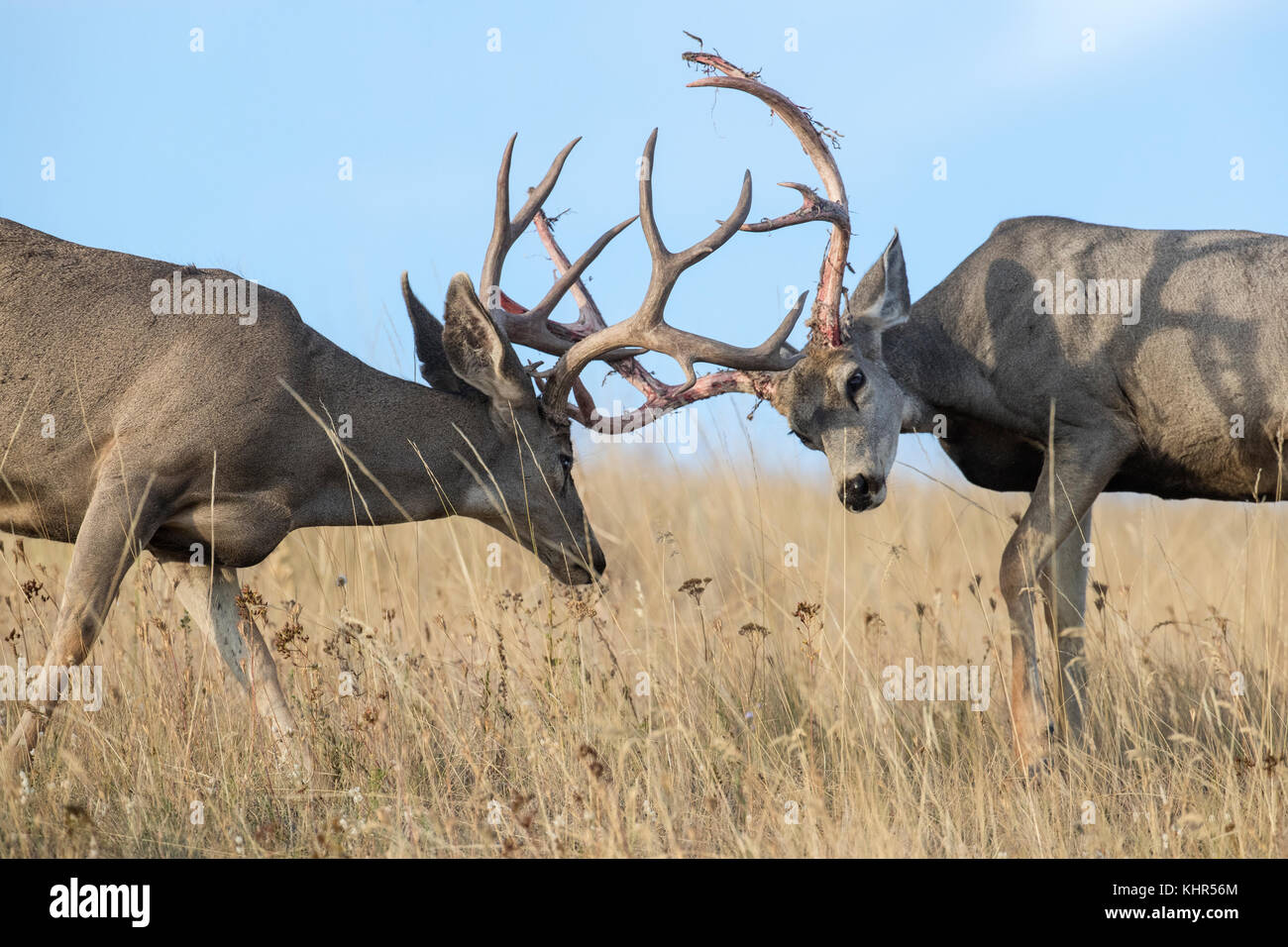 Mule Deer (Odocoileus hemionus) bucks fighting, central Montana Stock ...