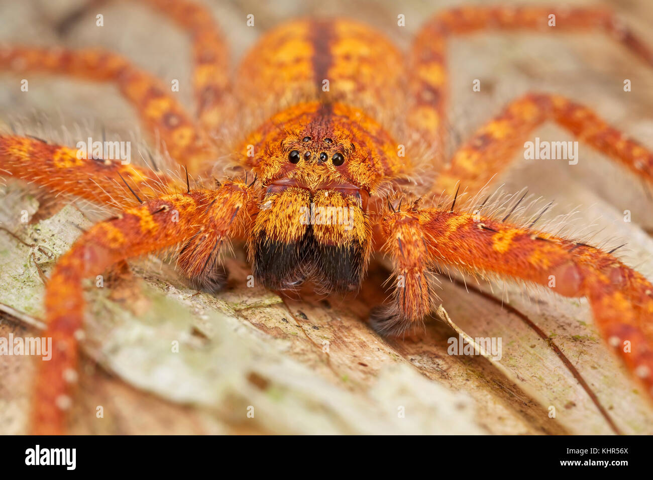 David Bowie Huntsman Spider (Heteropoda davidbowie), Gunung Leuser ...