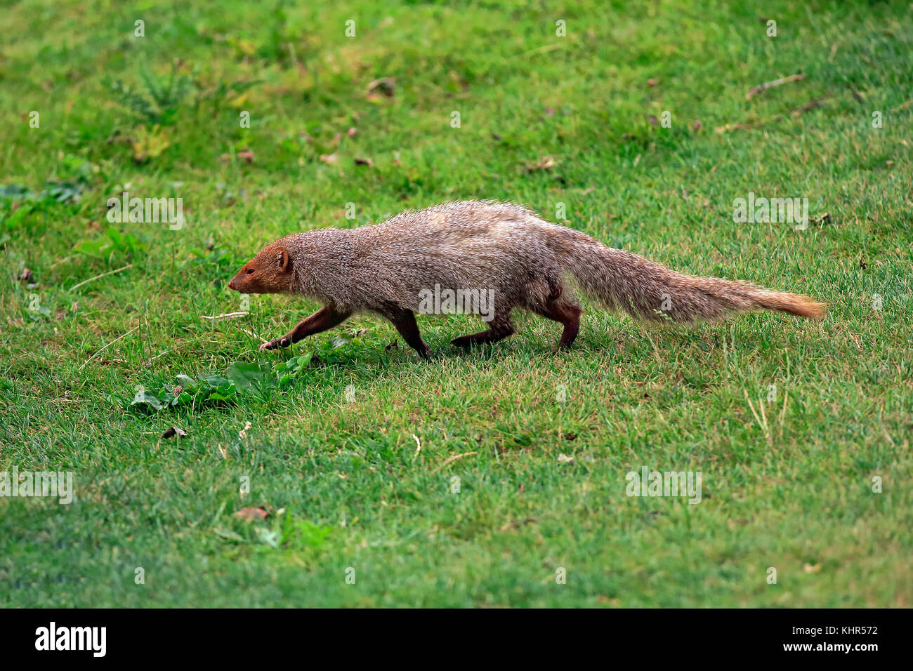 Indian Gray Mongoose (Herpestes edwardsi), Heidelberg, Germany Stock ...
