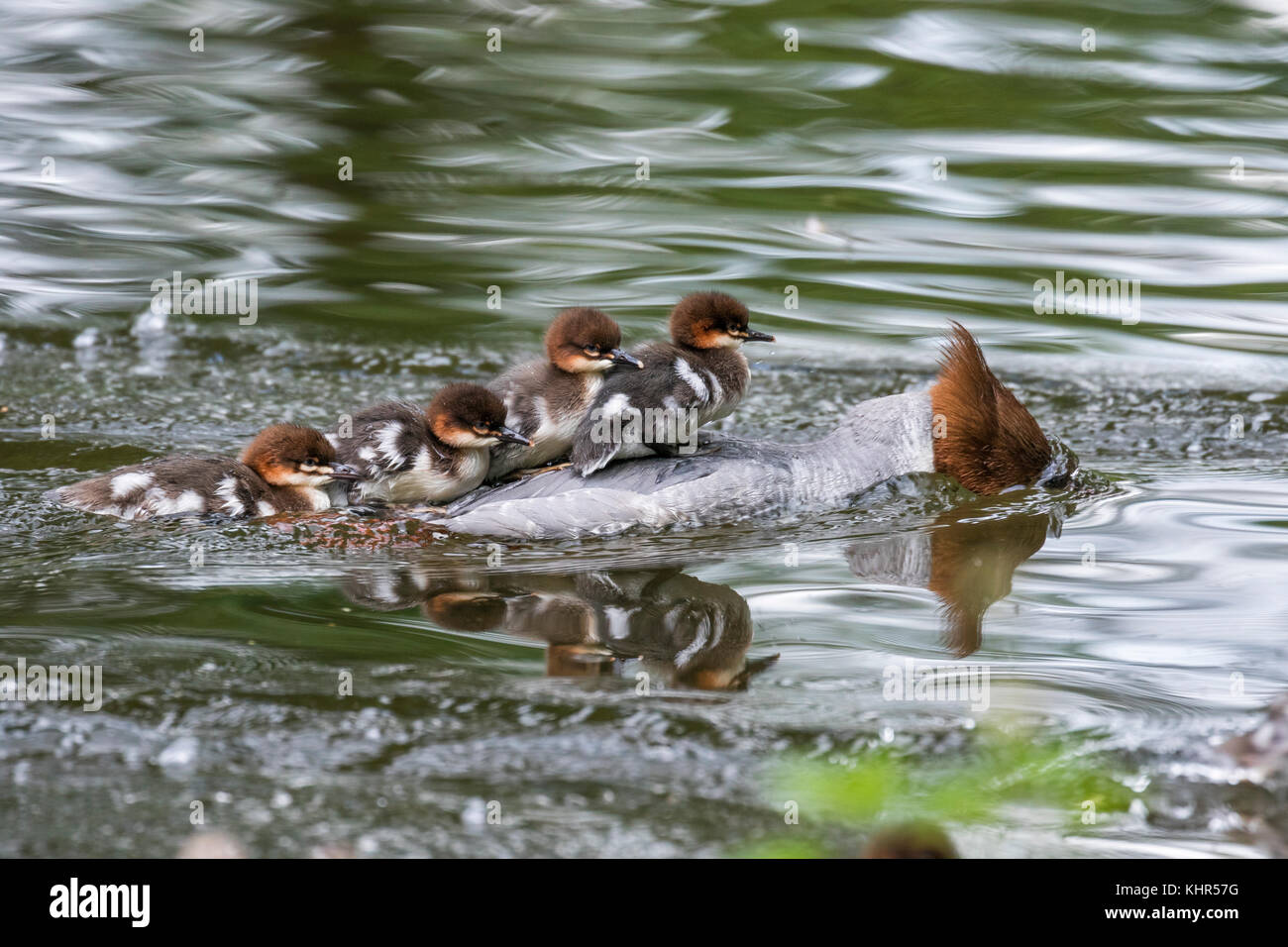 Common Merganser (Mergus merganser) mother foraging with chicks, Upper ...