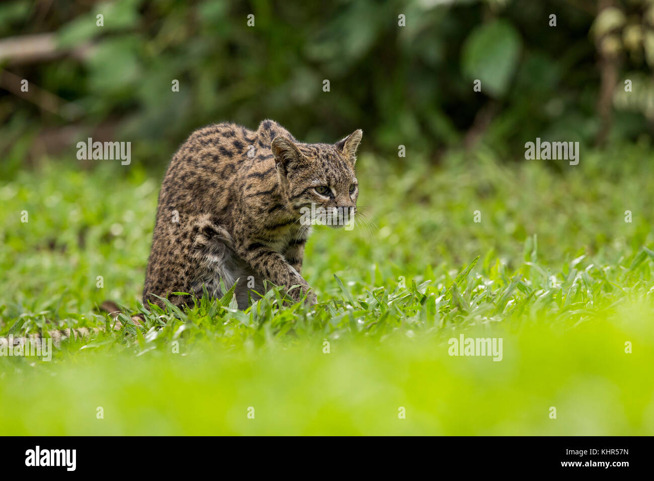 Geoffroy's Cat (Leopardus geoffroyi), habituated female, Ibera ...