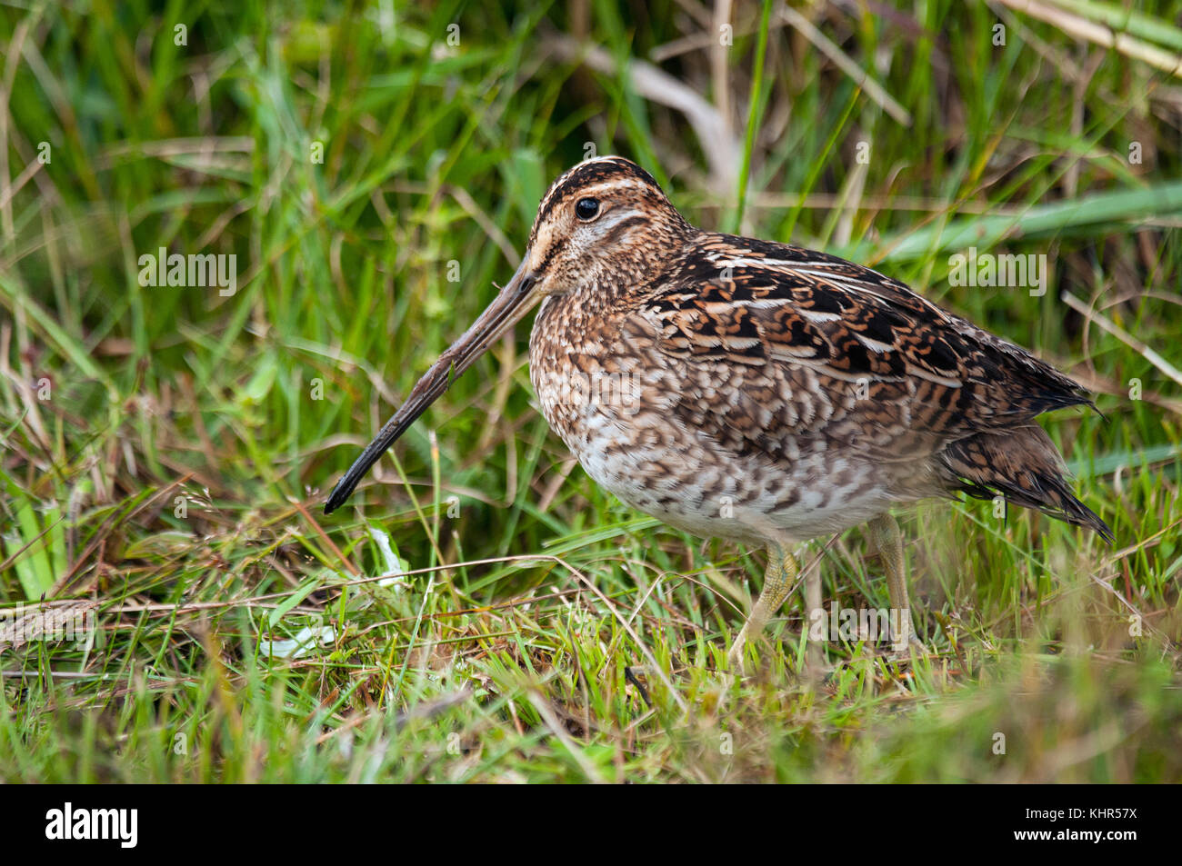 Noble Snipe (Gallinago nobilis), Ecuador Stock Photo - Alamy