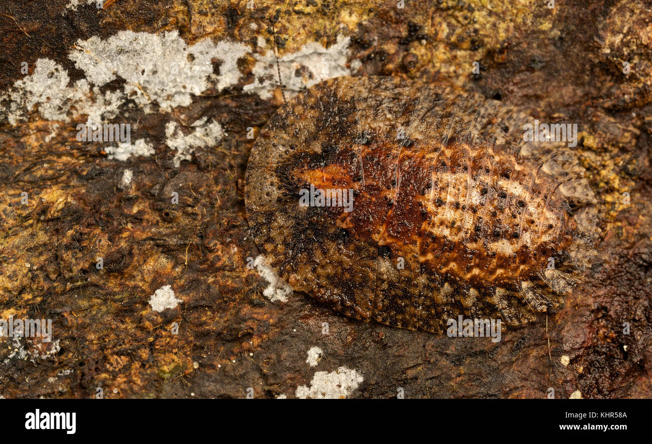 Cockroach (Lanxoblatta rudis) camouflaged on bark, Leticia, Amazon ...