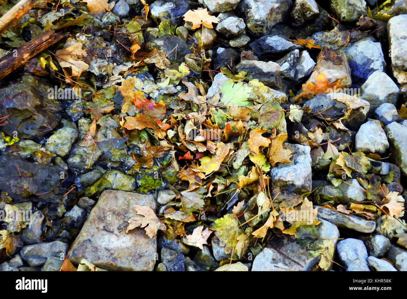 Stream dead leaves in hi-res stock photography and images - Alamy