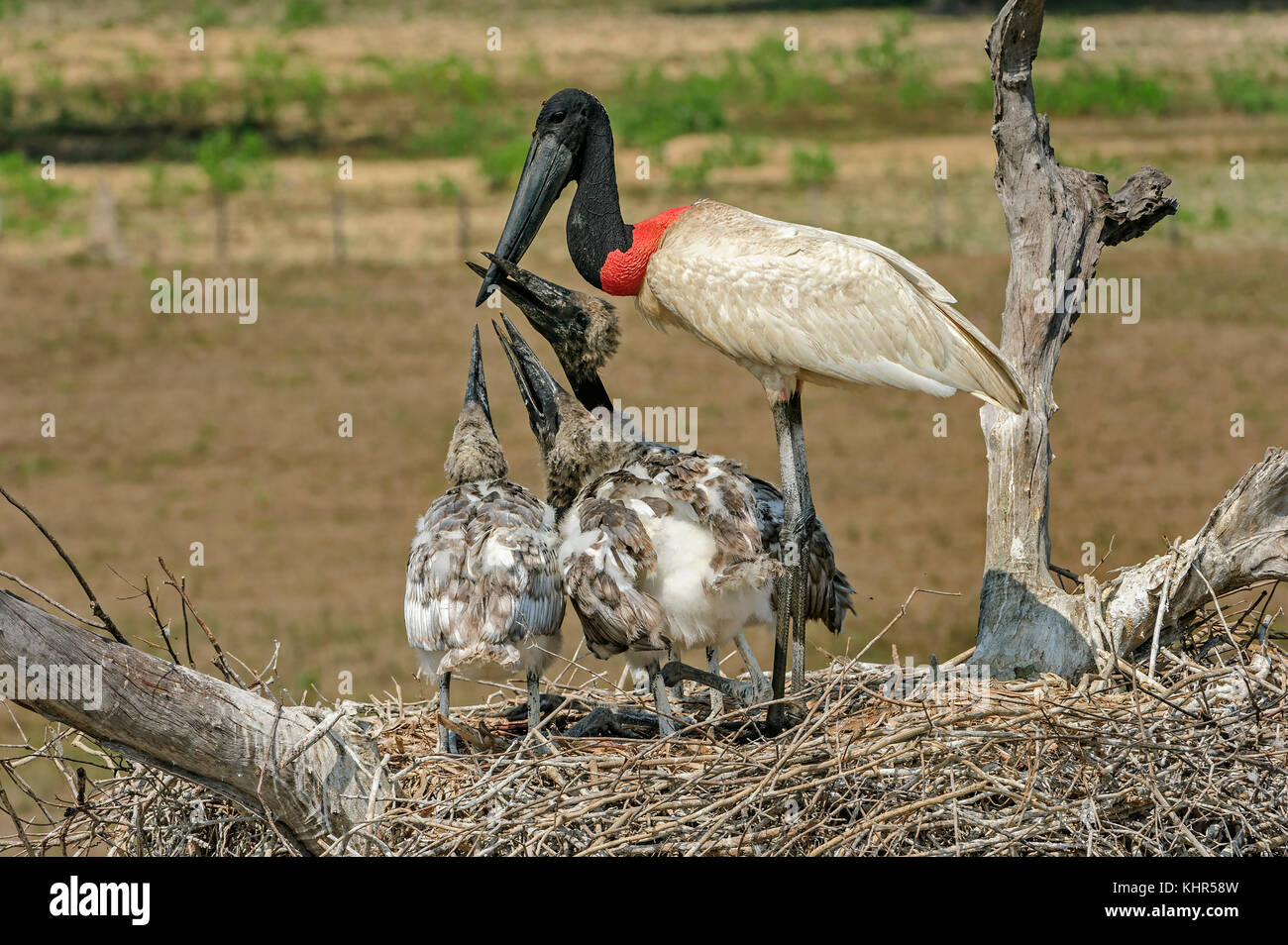 Jabiru Stork Jabiru Mycteria Parent Feeding Chicks Pantanal Mato