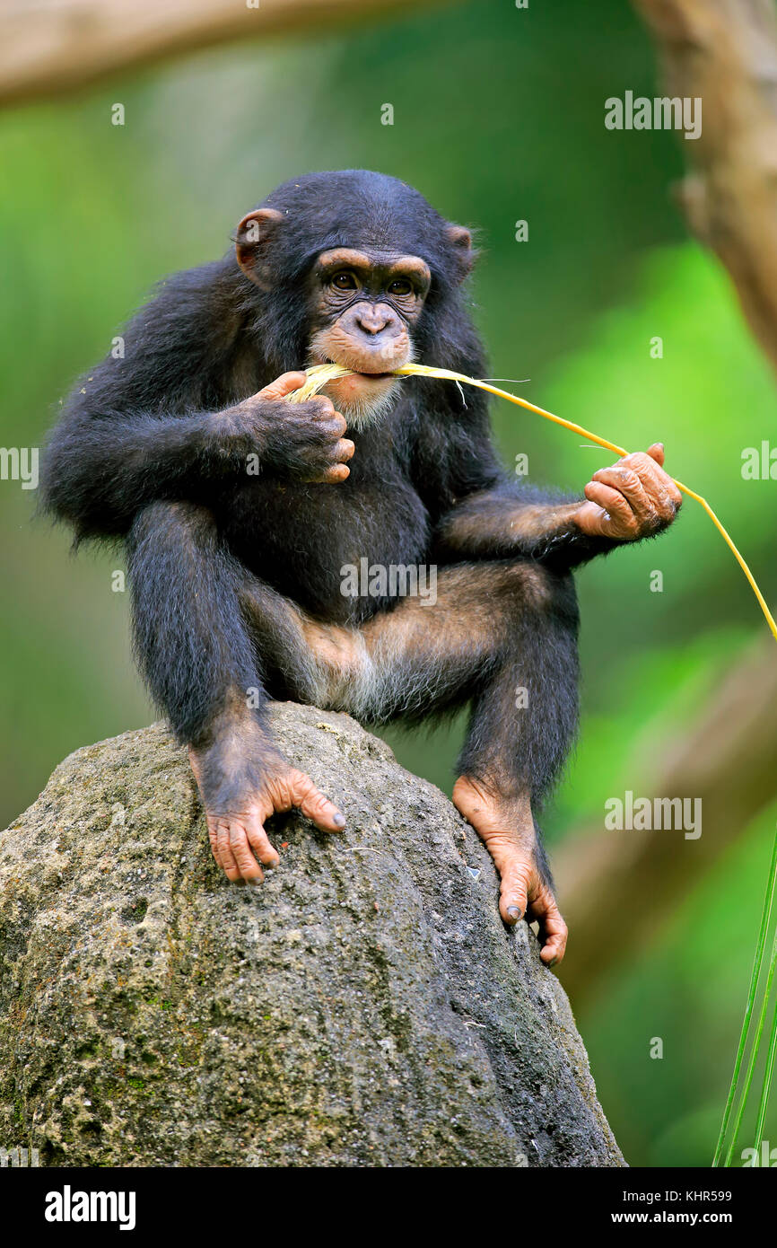 Chimpanzee (Pan troglodytes) young using tool to forage, Singapore Zoo ...