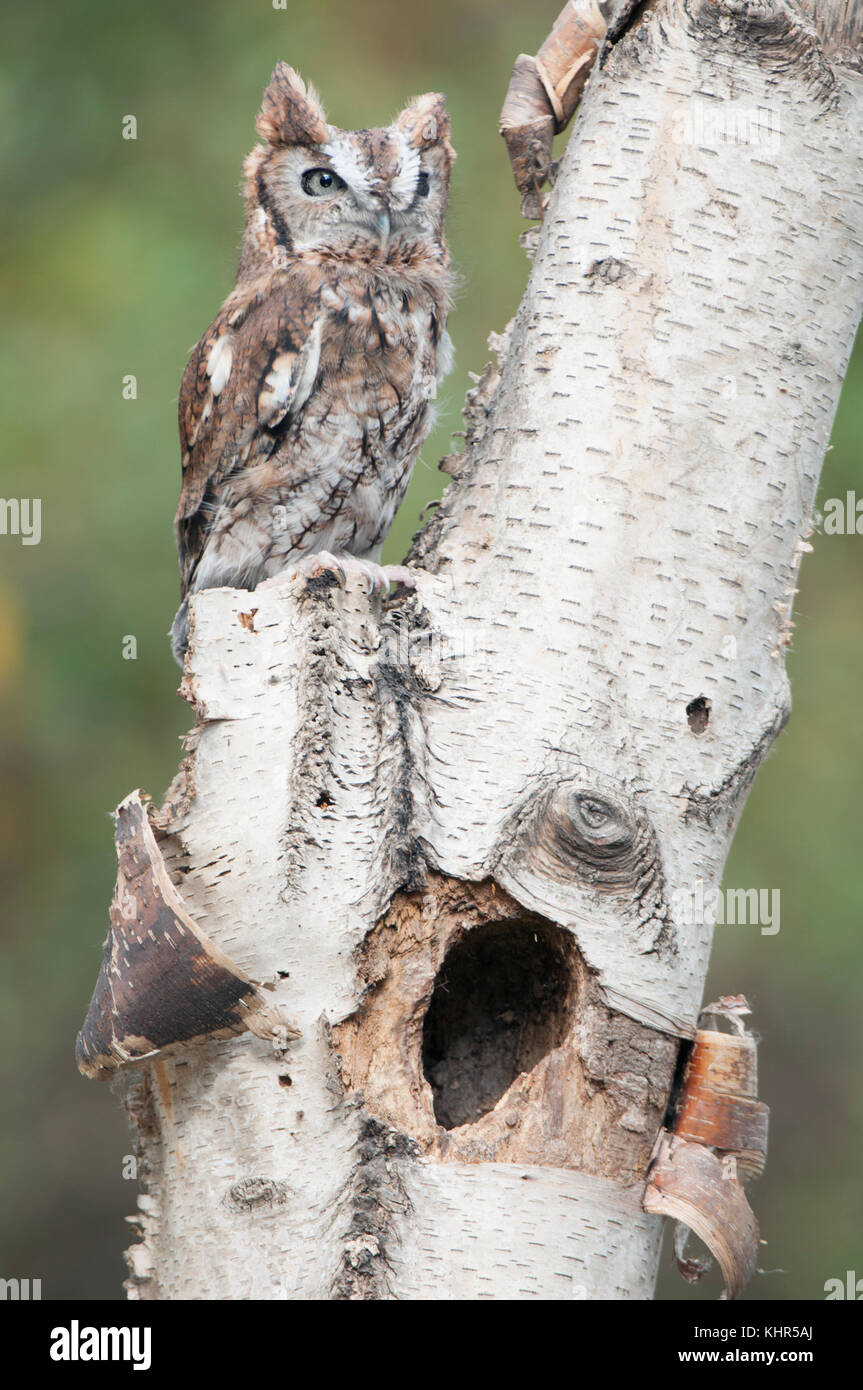 Eastern Screech Owl (Megascops asio) above tree cavity, Howell Nature ...