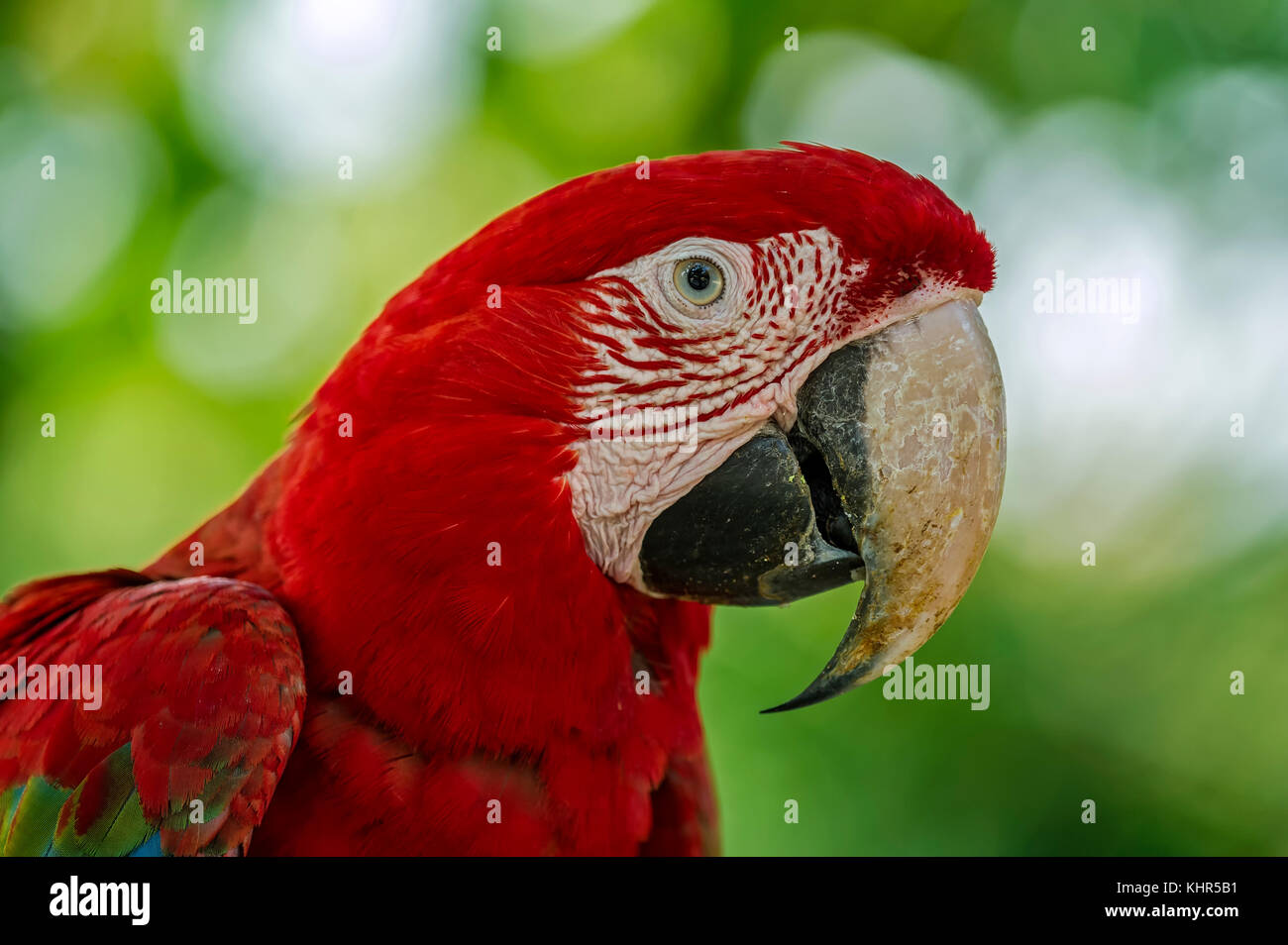 Red and Green Macaw (Ara chloroptera), Rio Claro Nature Reserve ...