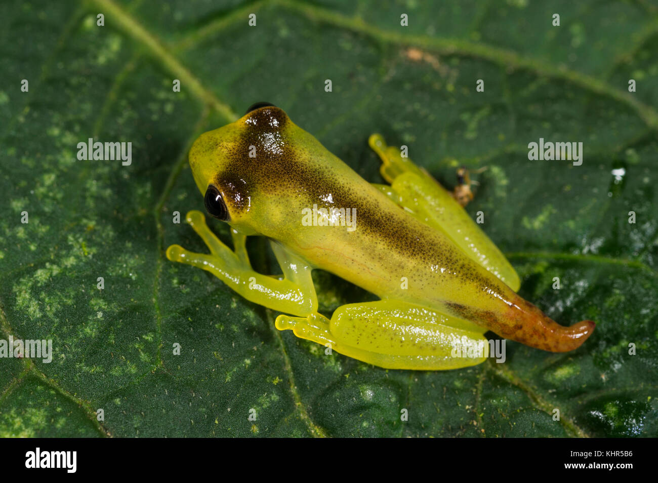 Mashpi Stream Treefrog (Hyloscirtus mashpi) froglet has not yet lost ...