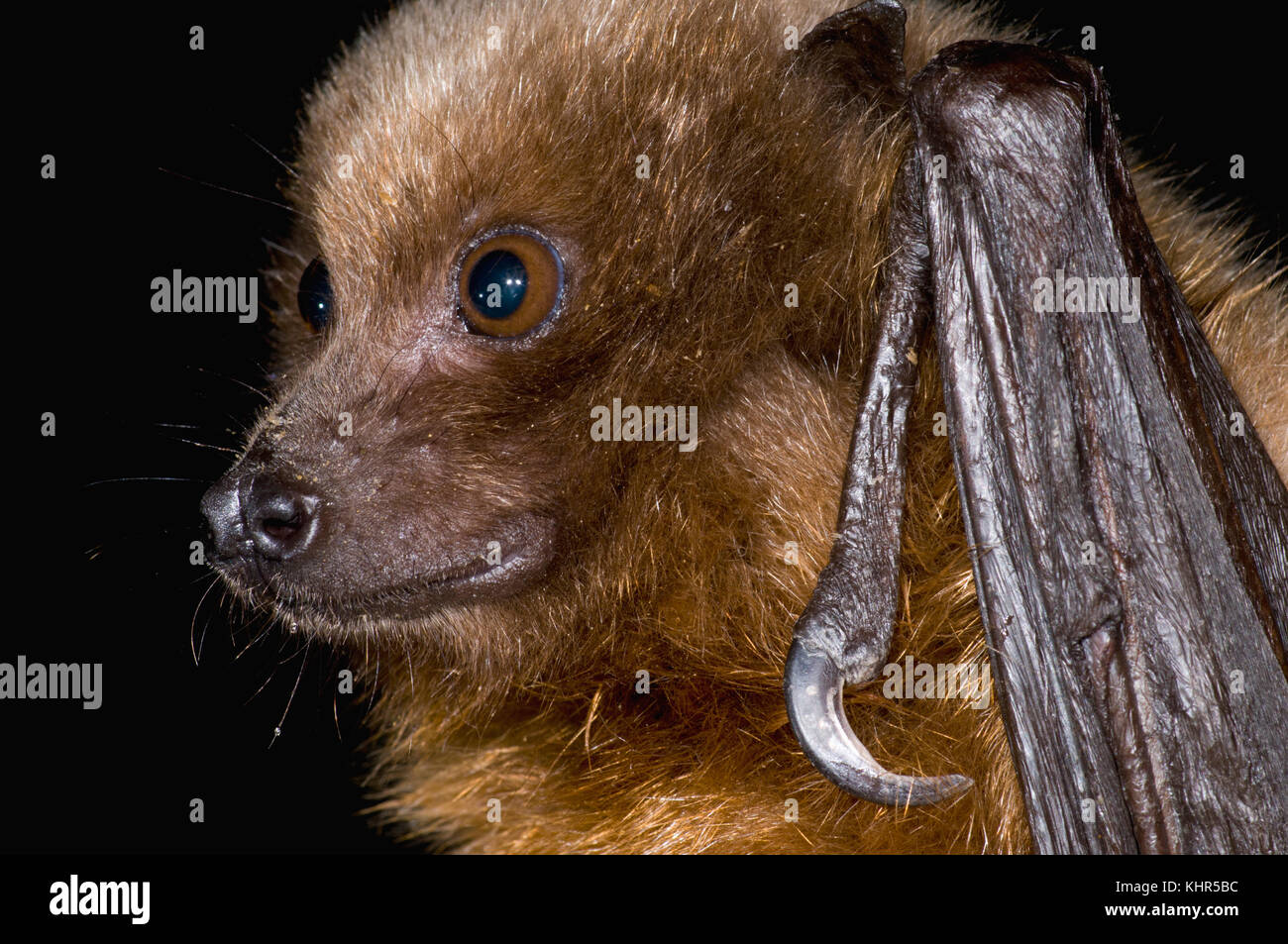 Rodrigues Flying Fox (Pteropus rodricensis), Organization for Bat ...