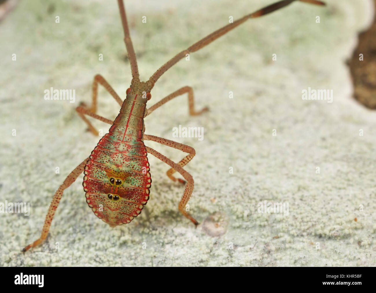 Capsid Bug (Miridae), Khao Yai National Park, Thailand Stock Photo - Alamy