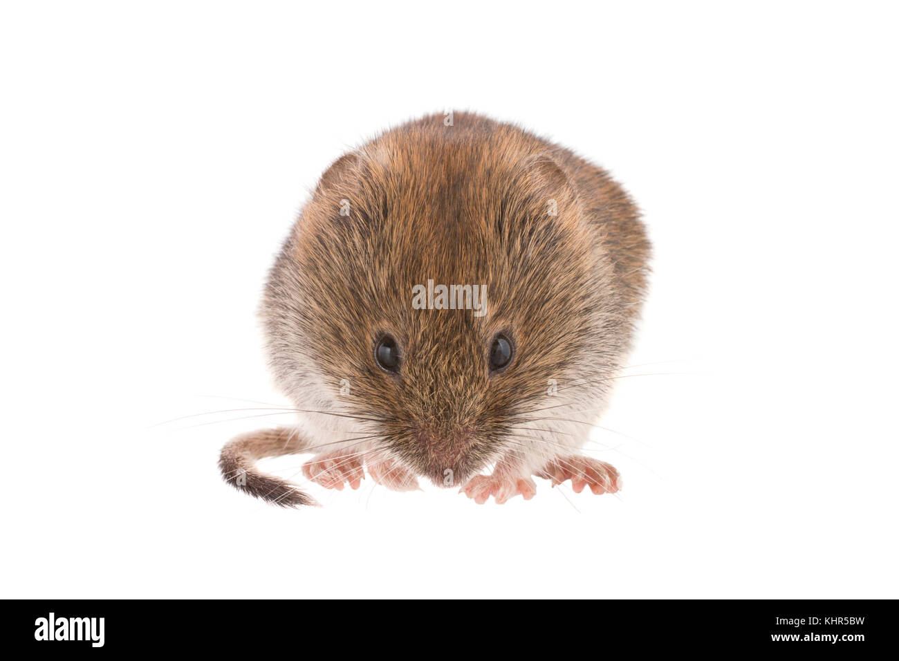 Bank Vole (Clethrionomys glareolus), Zeelandic Flanders, Netherlands ...