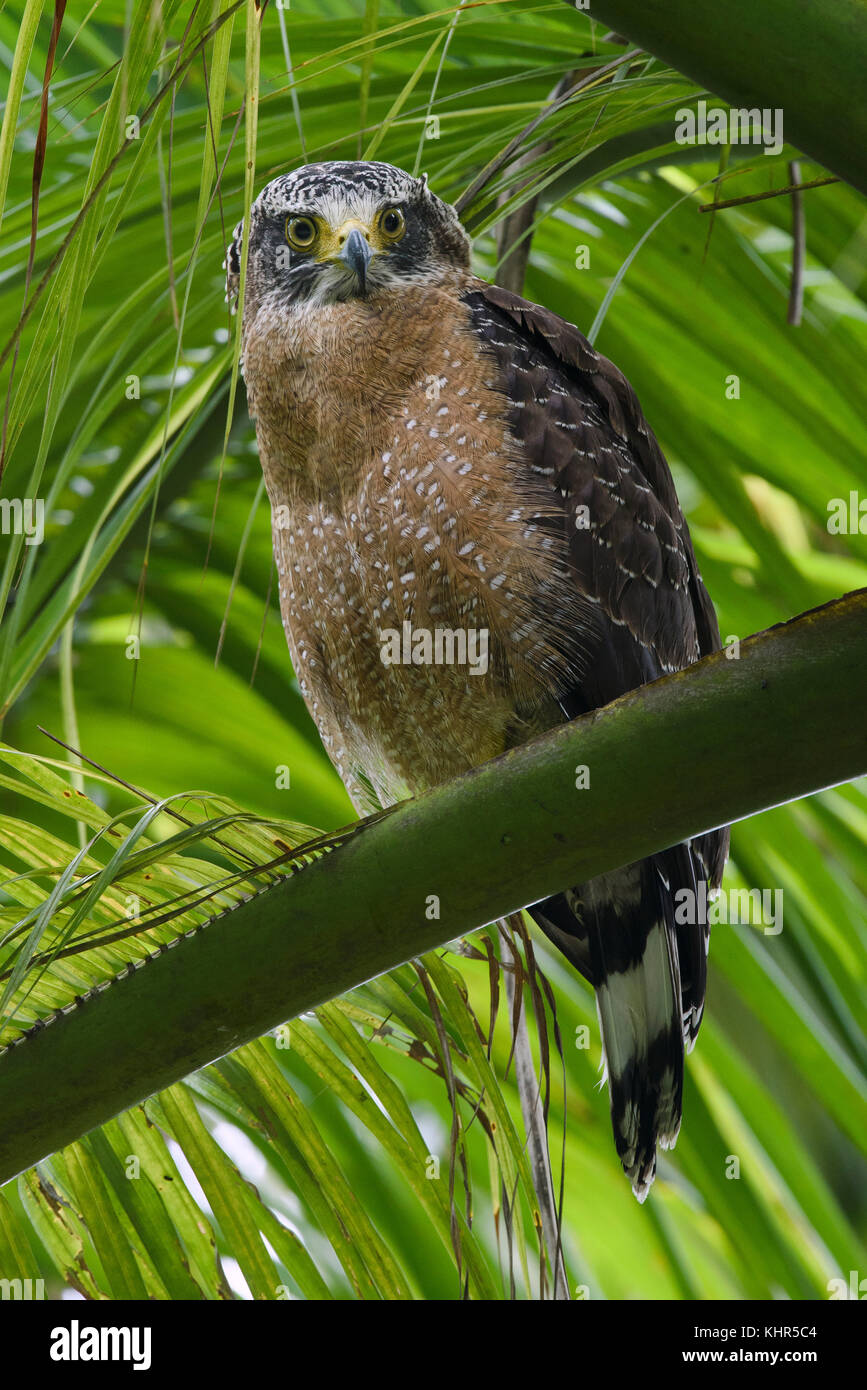 Crested Serpent-Eagle (Spilornis cheela), Sepilok Forest Reserve, Sabah ...