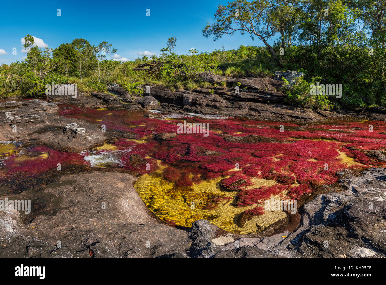 Riverweed (Macarenia clavigera) in river, Cano Cristales, Sierra De La ...