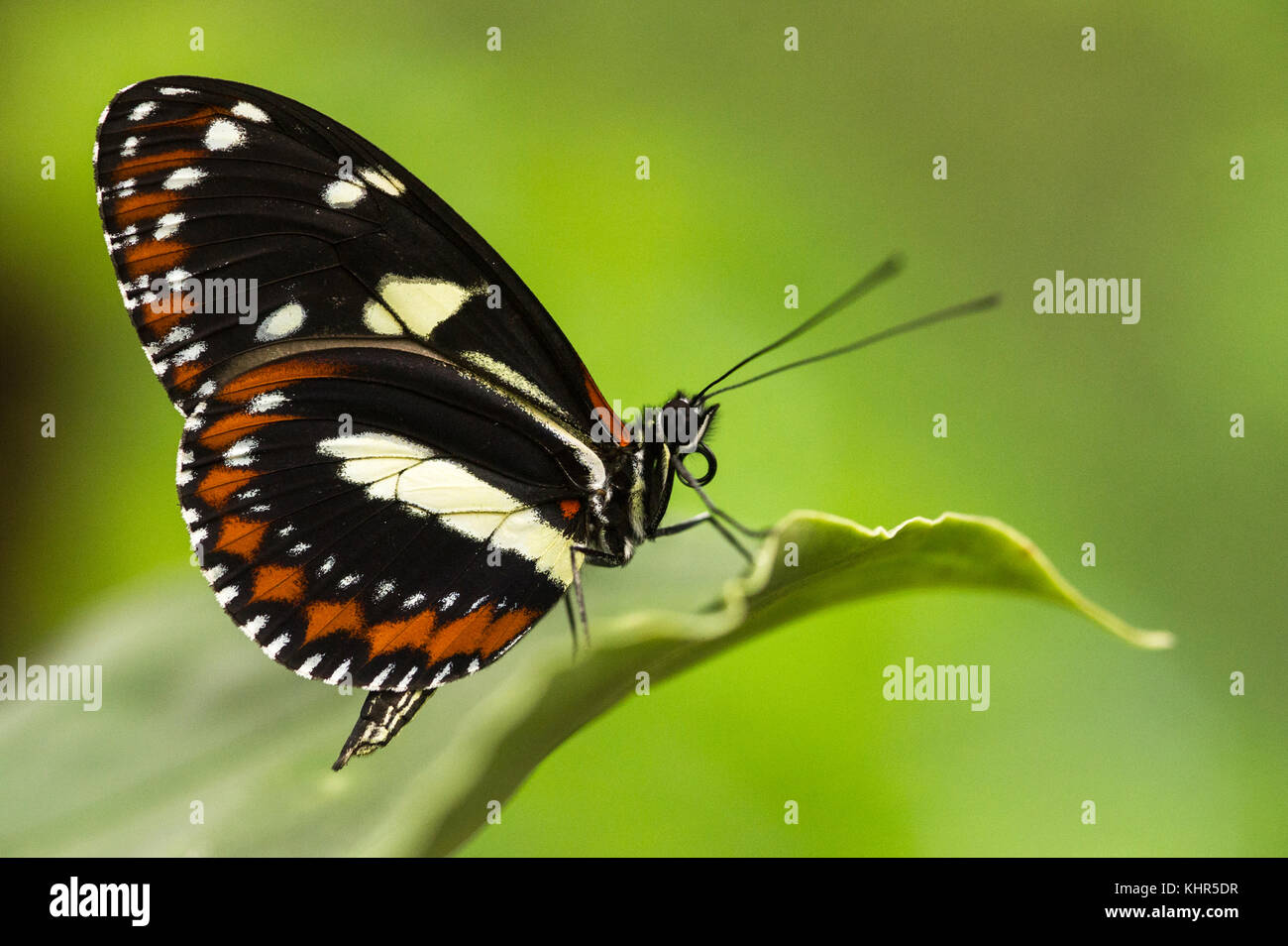 False Zebra Longwing (Heliconius atthis) butterfly, Mindo Cloud Forest ...