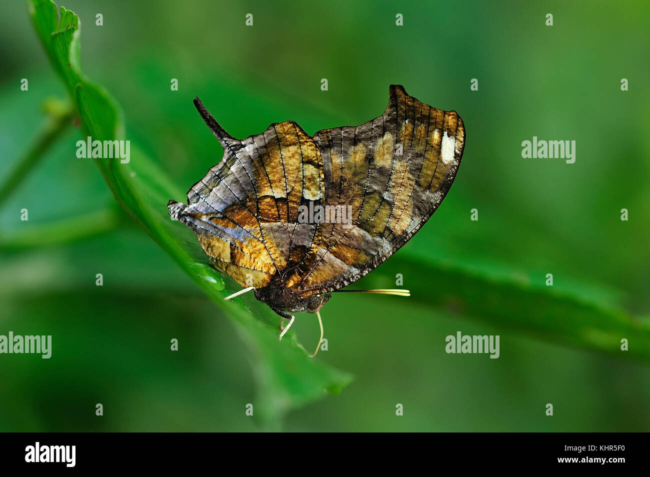 Nymphalid Butterfly (Consul fabius)mimicking a leaf, Rio Claro Nature ...