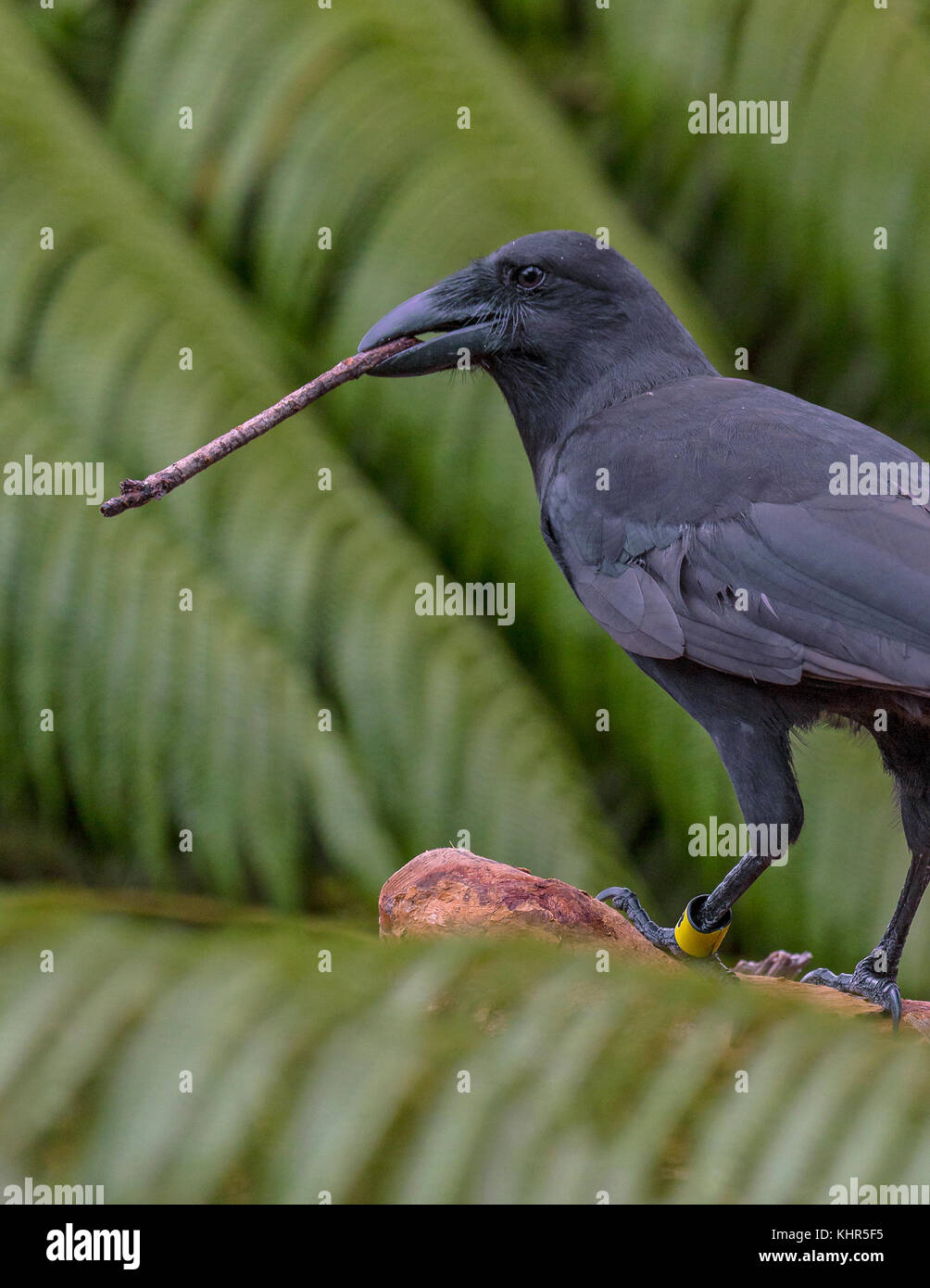 Hawaiian Crow (Corvus hawaiiensis) using stick tool to reach food ...