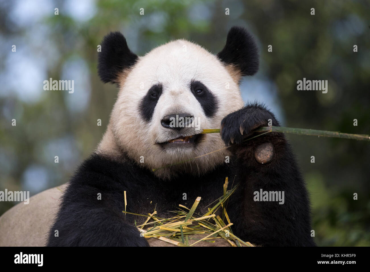 Giant Panda (Ailuropoda melanoleuca) feeding on bamboo, Bifengxia Panda ...