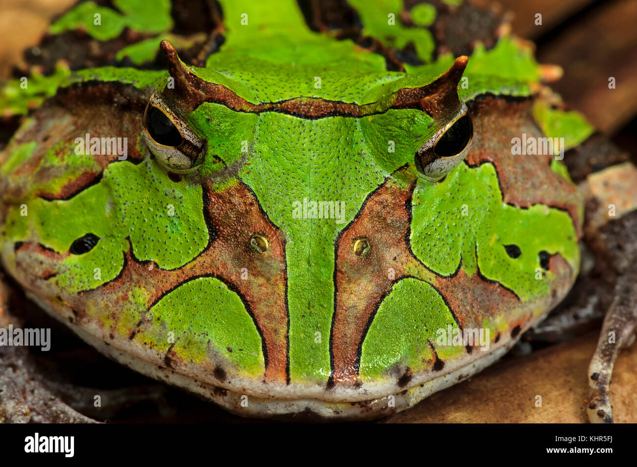 Amazon Horned Frog (Ceratophrys cornuta), Amacayacu National Park ...