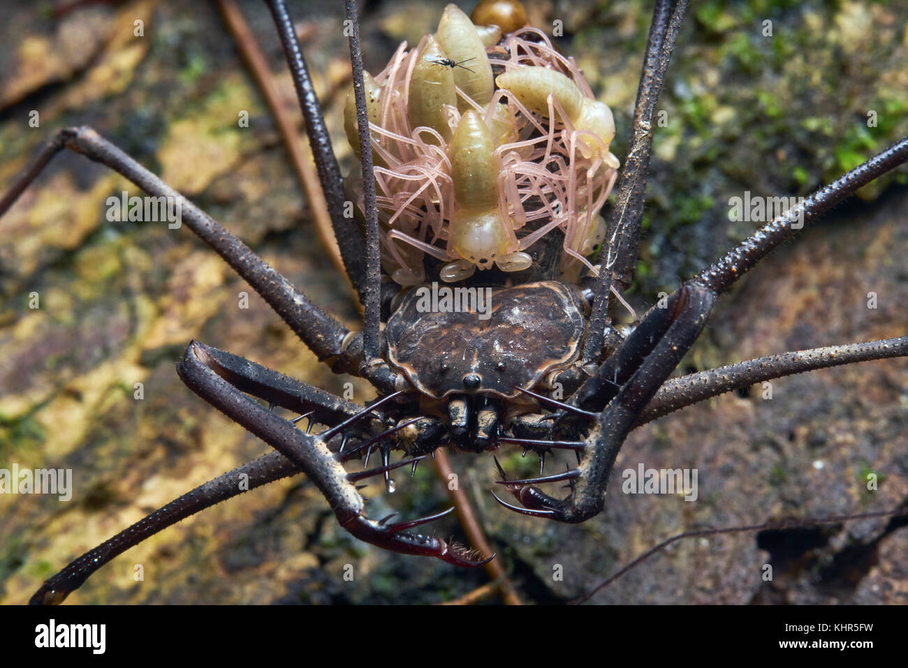 Tailless Whip Scorpion (Heterophrynus sp) mother with newly hatched ...