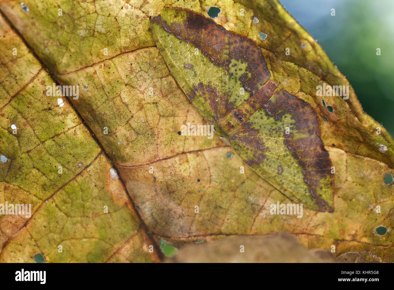 Geometer Moth (Omiza sp) camouflaged on leaf, Mount Kinabalu National ...