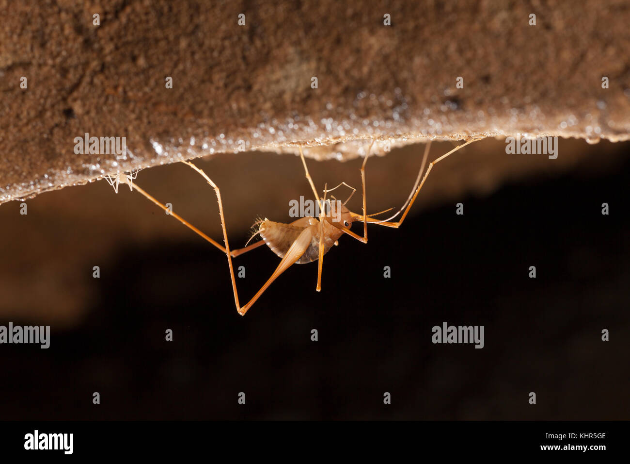 Common Cave Cricket (Hadenoecus subterraneus) inside cave, Mammoth Cave ...